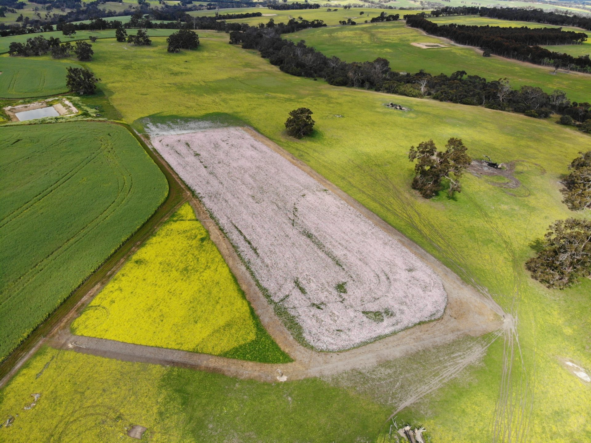 Gallery – Lucindas Everlastings