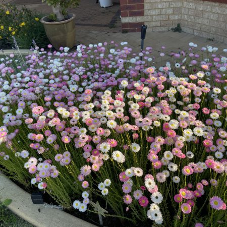 40g Everlasting Daisy Seeds | Pink & White | 2 x 20g Pack – Australian ...